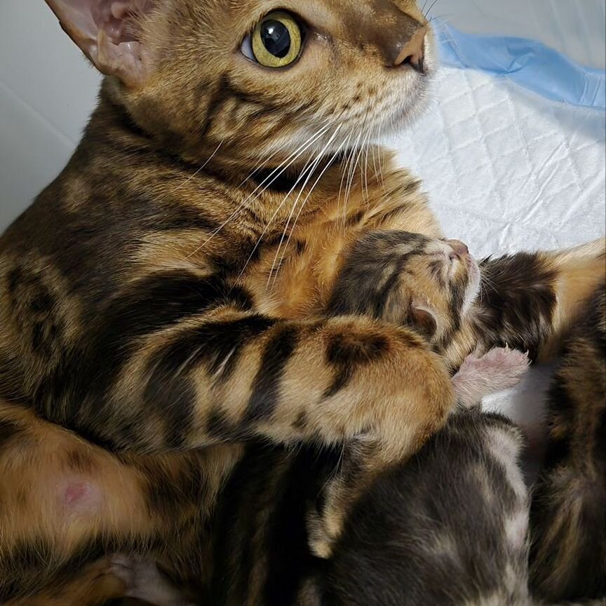Бенгальские котятки, мраморные. Бронь