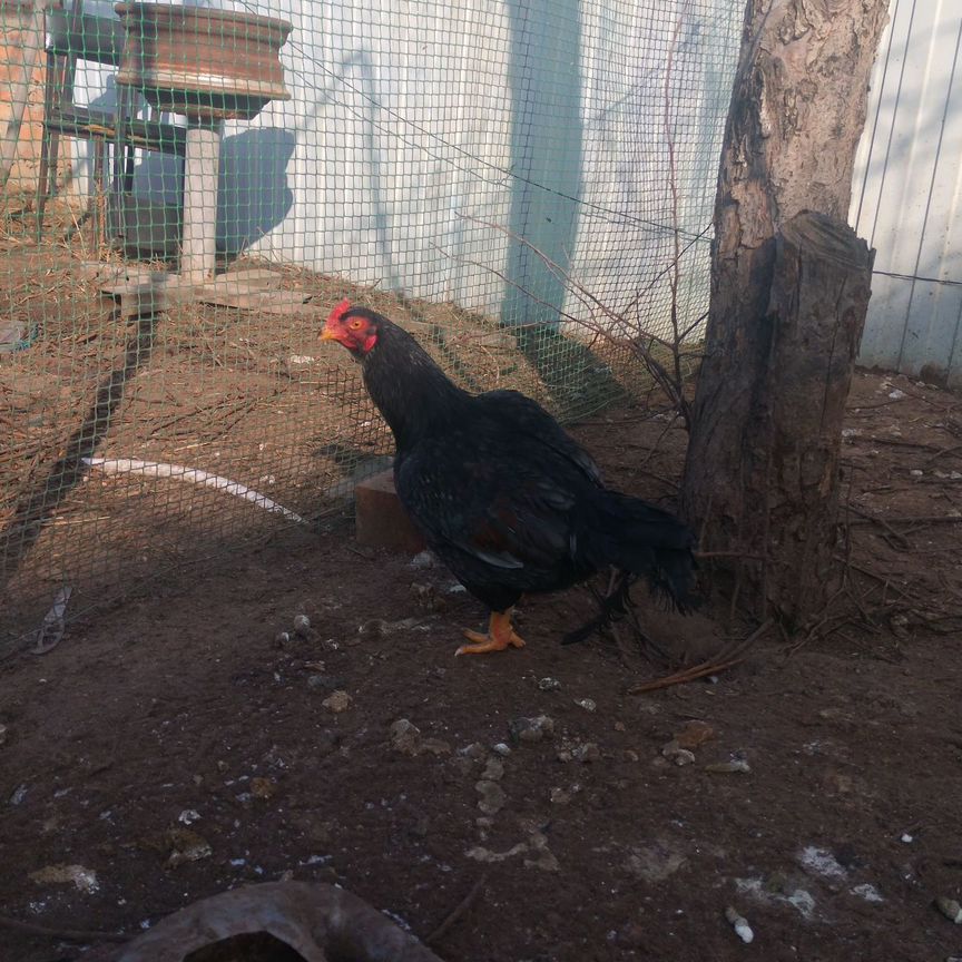 Петух корниш корнуэльской породы