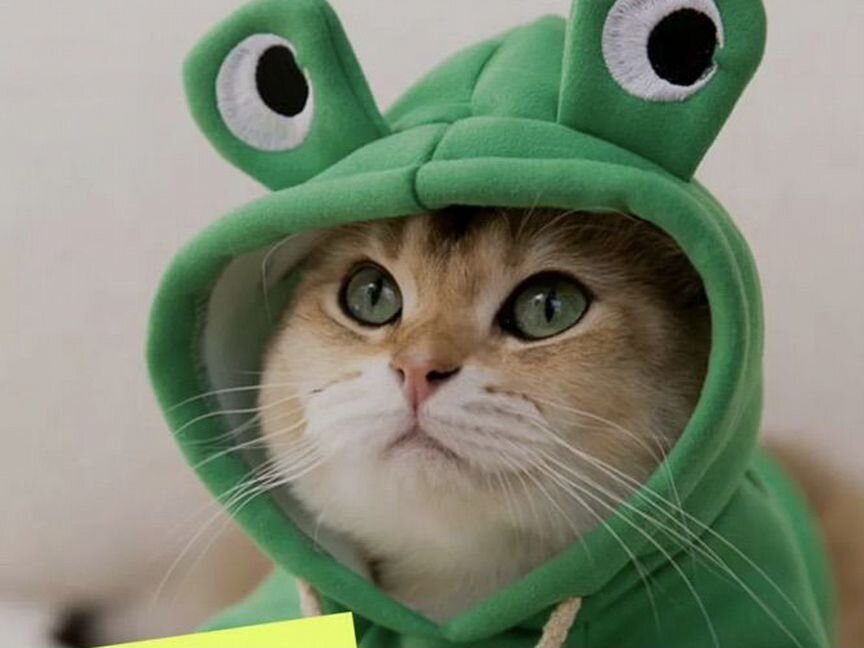 Толстовка для кошек и собак