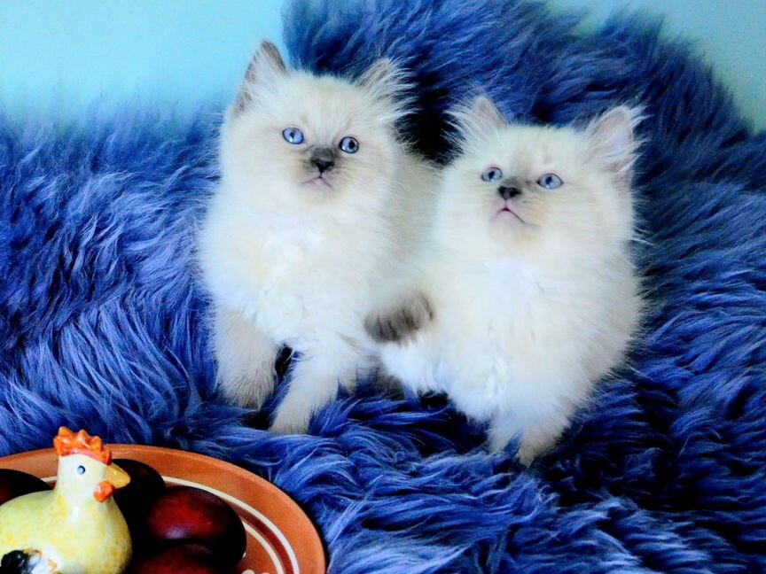 Невские маскарадные котята Санкт-Петербург