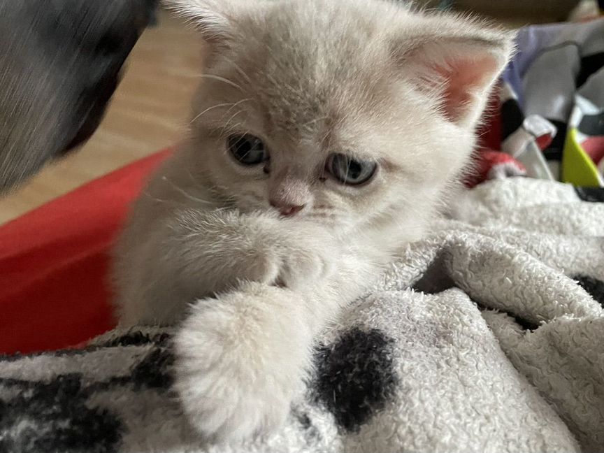 Кошка