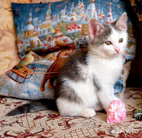Котенок Джесика