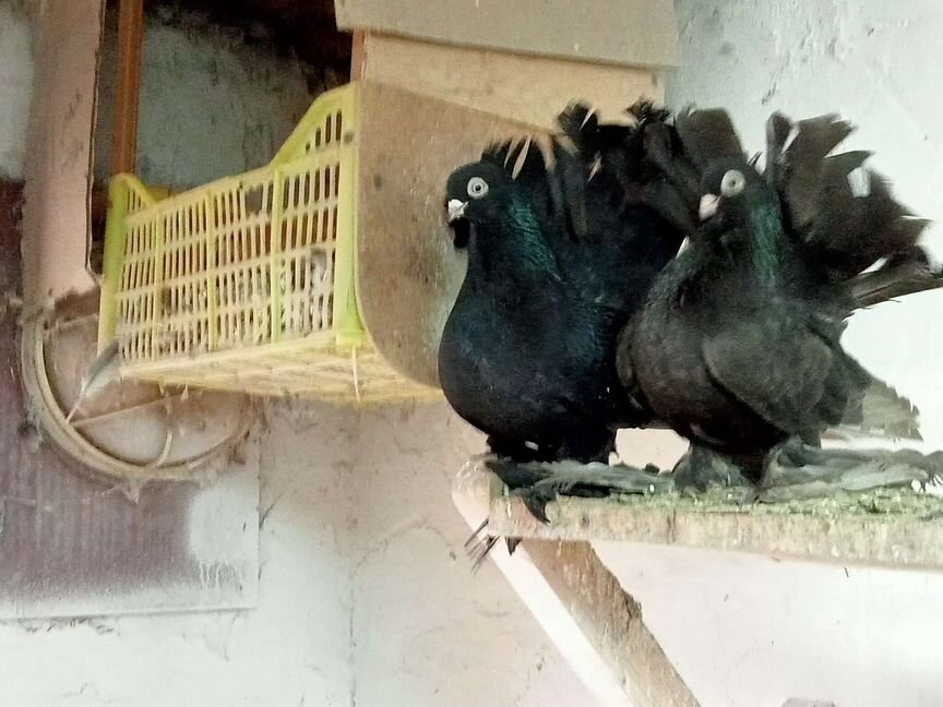 Продажа статных голубей