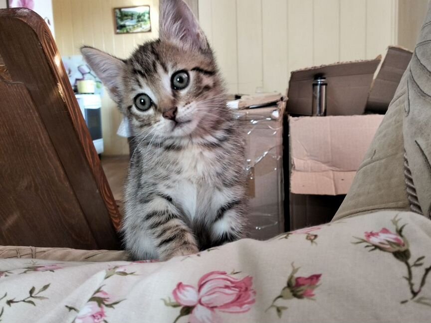 Котенок в самые добрые ручки