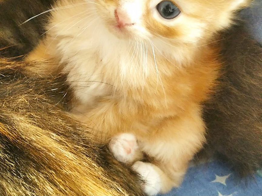 Котик и кошечка, 3 мес