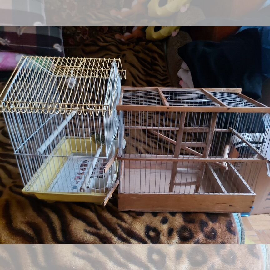 Чижи щеглы певчие птицы