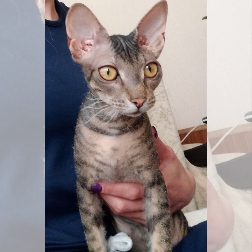 Кошка