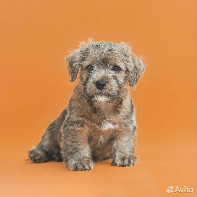 Щенки Норфолк терьера