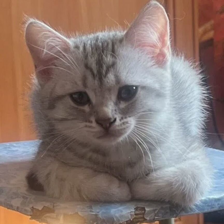 Шотландский прямоухий длинношёрстный котёнок