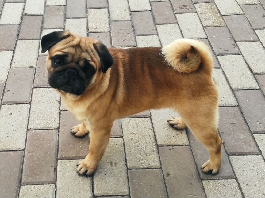 Мопс