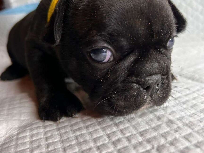 Французский бульдог щенки