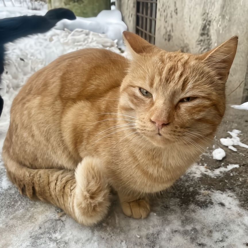 Взрослый кот в добрые руки