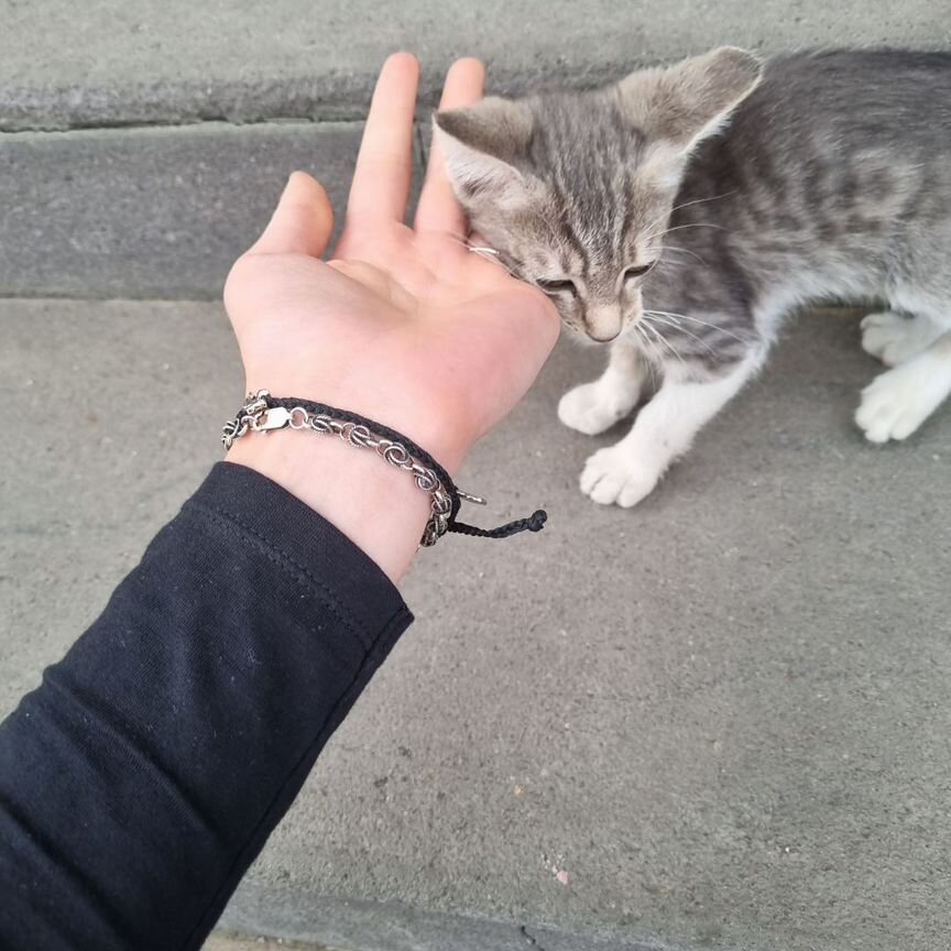 Котята в добрые руки бесплатно мальчик