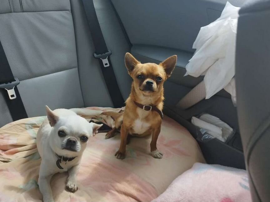 Вязка белого чихуахуа мини