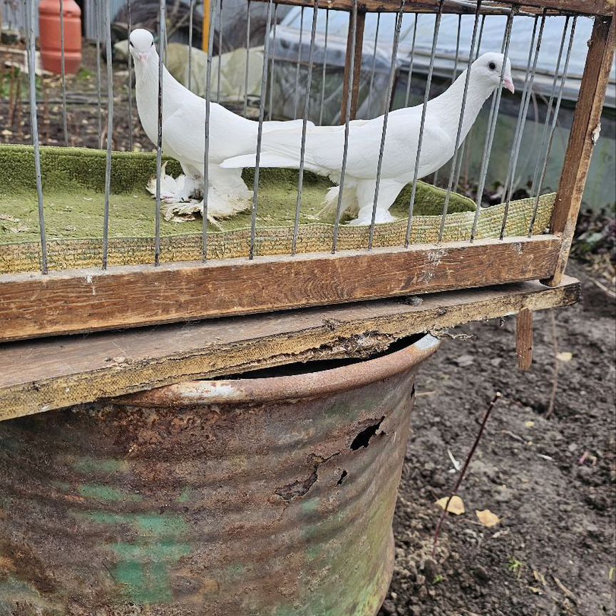 Продажа голубей