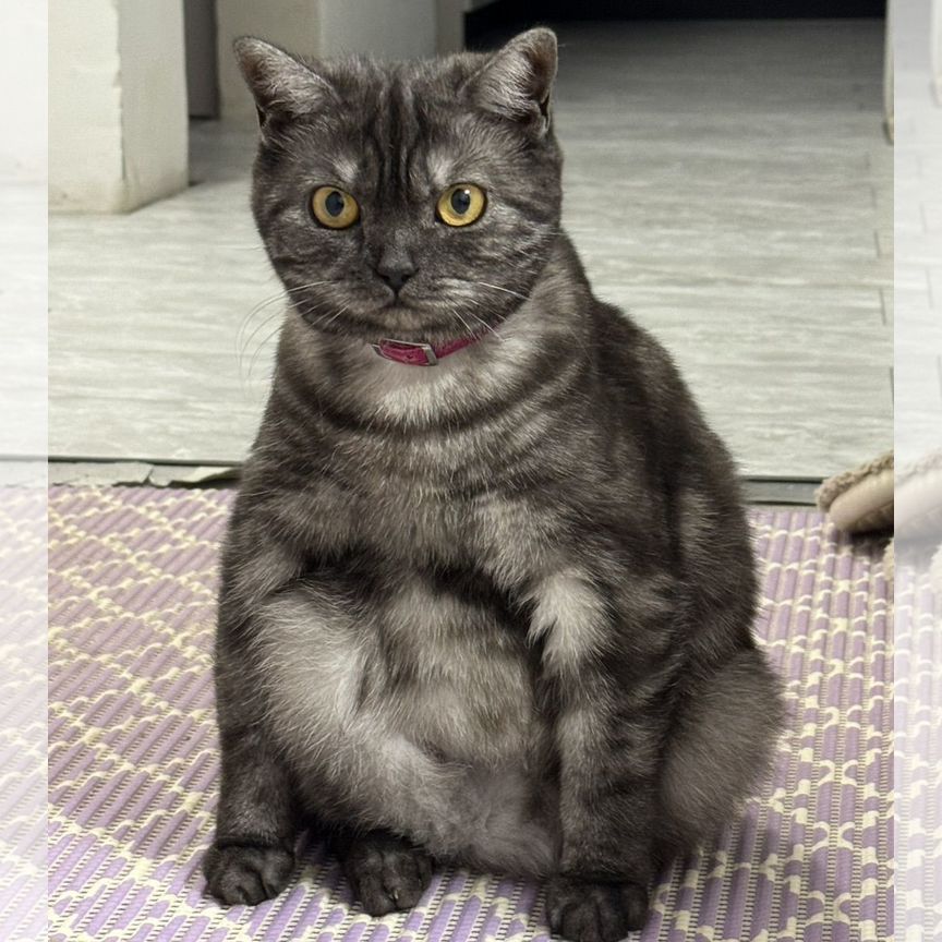 Шотландская кошка
