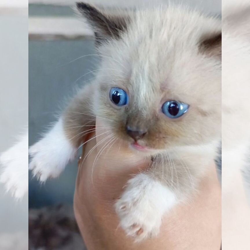 Котята