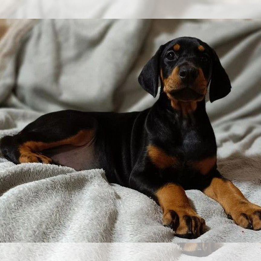 Доберман, щенок