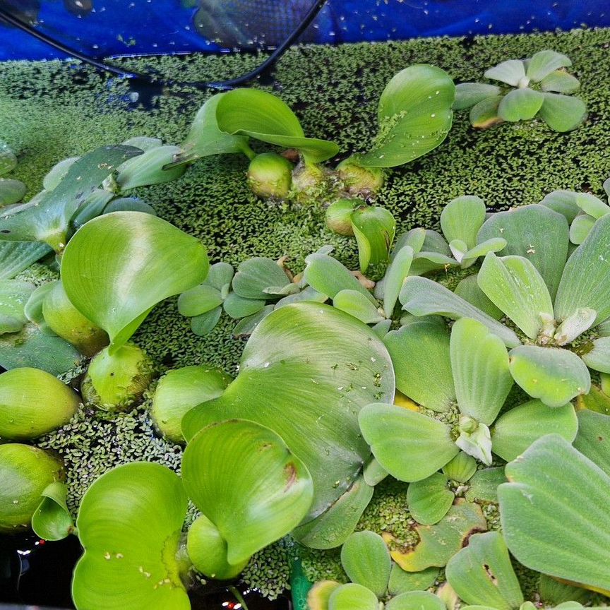 Гиацинт (эйхорния)