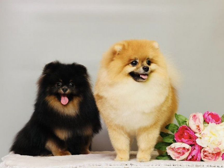 Померанский шпиц мини