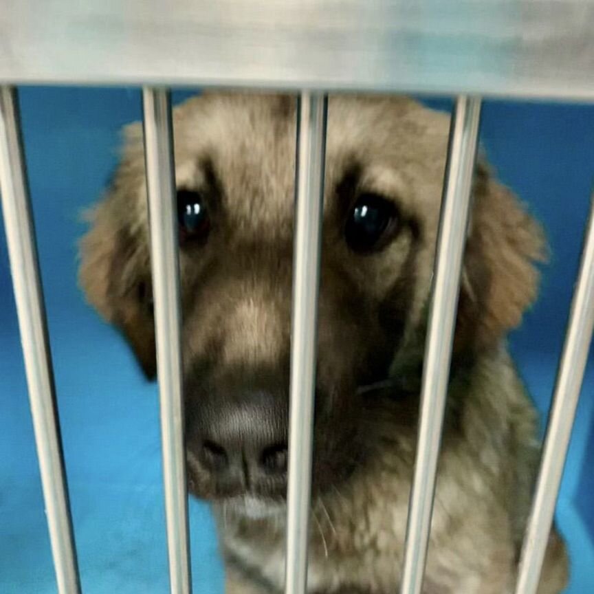 Аттика всеми забыта в приюте