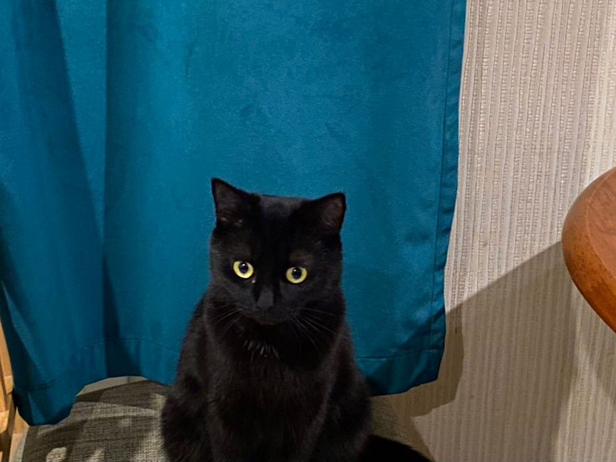 Кошка бесплатно