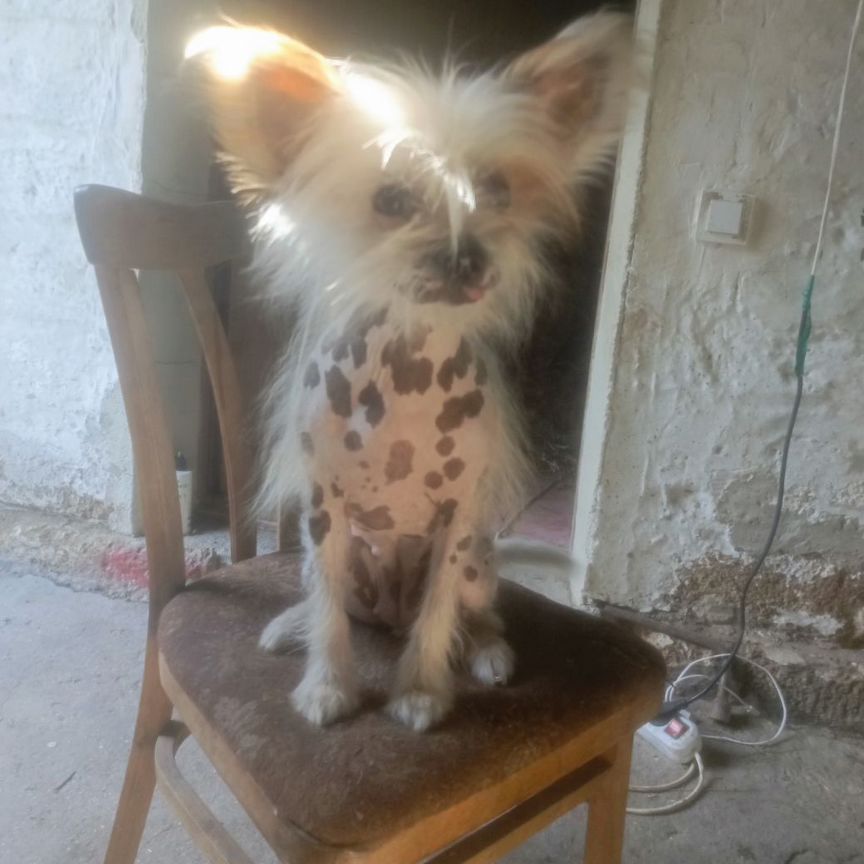 Китайская хохлатая девочка