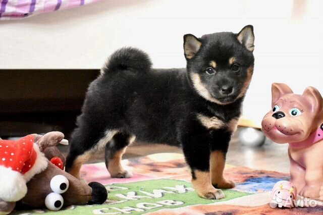 Мини сибочки