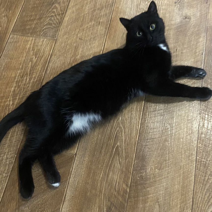 Взрослый кот в добрые руки