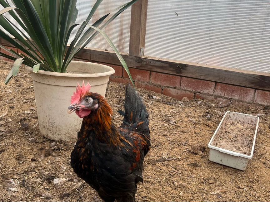 Петушки 4-3 мес