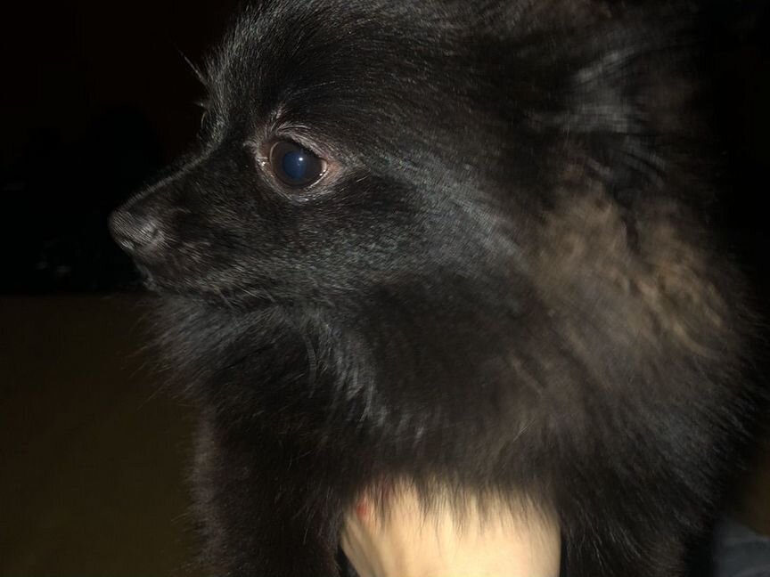 Немецкий шпиц девочка