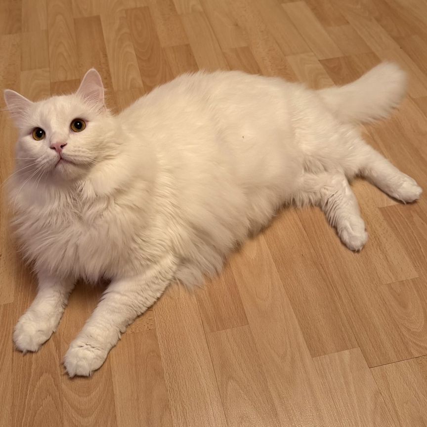 Взрослый кот в добрые руки