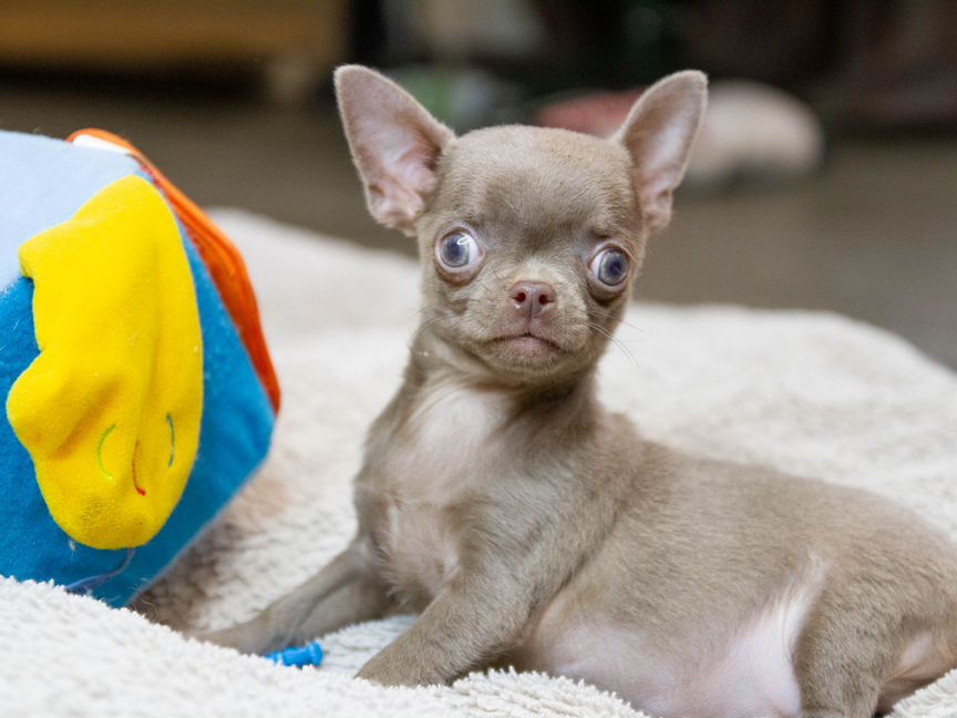 Мальчик чихуахуа. Лиловый Космос