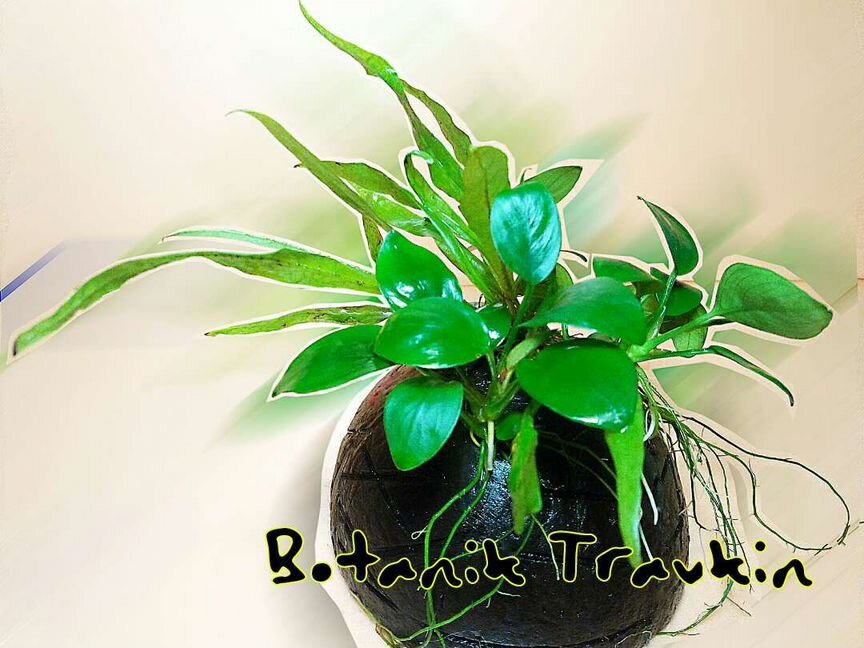 Живая композиция в маленький аквариум