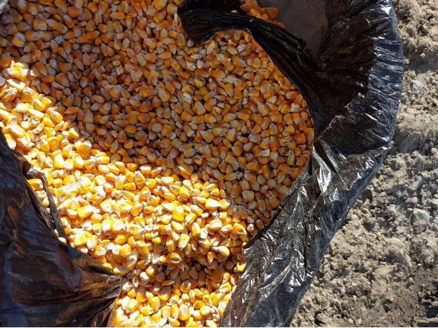 Сахарная свёкла, Кормовой овёс корма