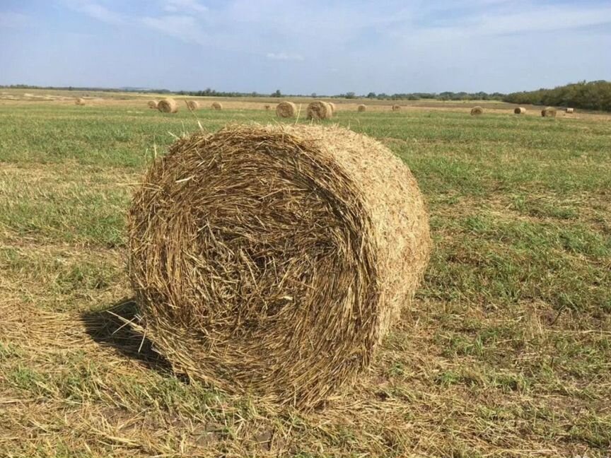 Сено суданка