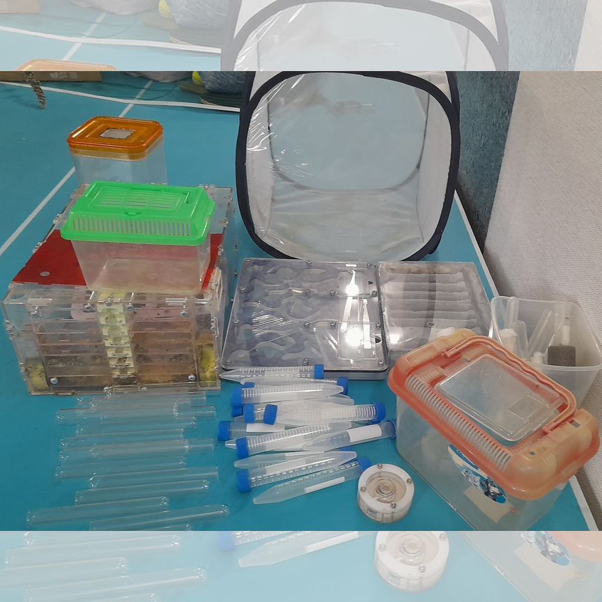 Формикарри, арены, сетчатый террариум, пробирки