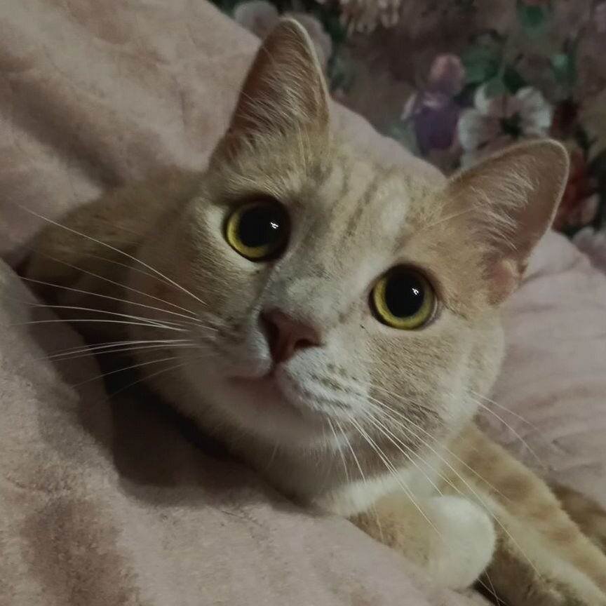 Взрослый кот в добрые руки