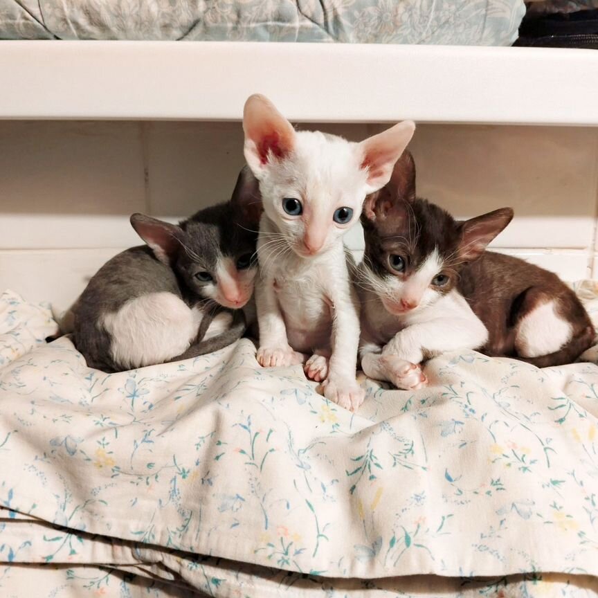 Продаются котята