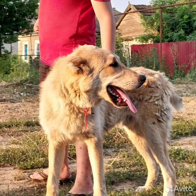 Кавказская овчарка
