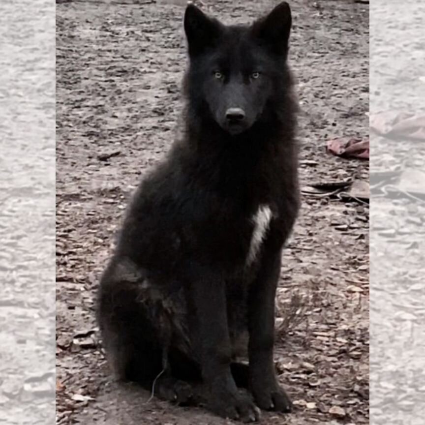 Щенок в добрые руки