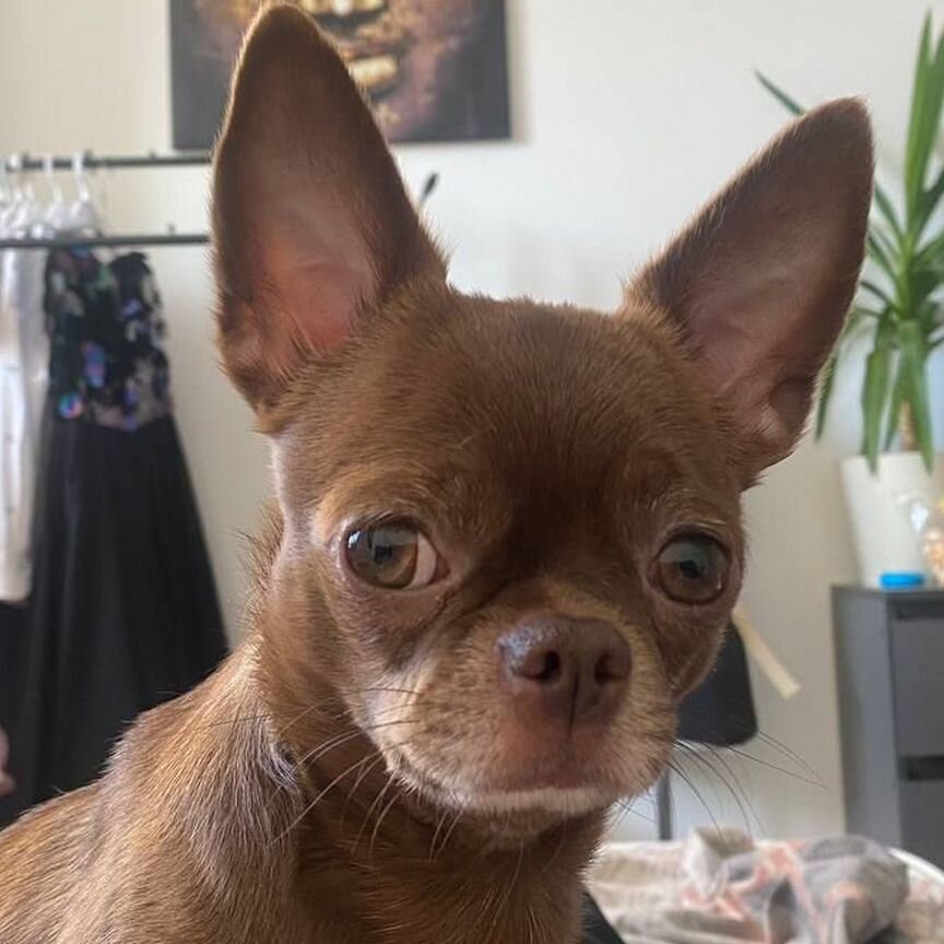 Чихуахуа, взрослый пёс