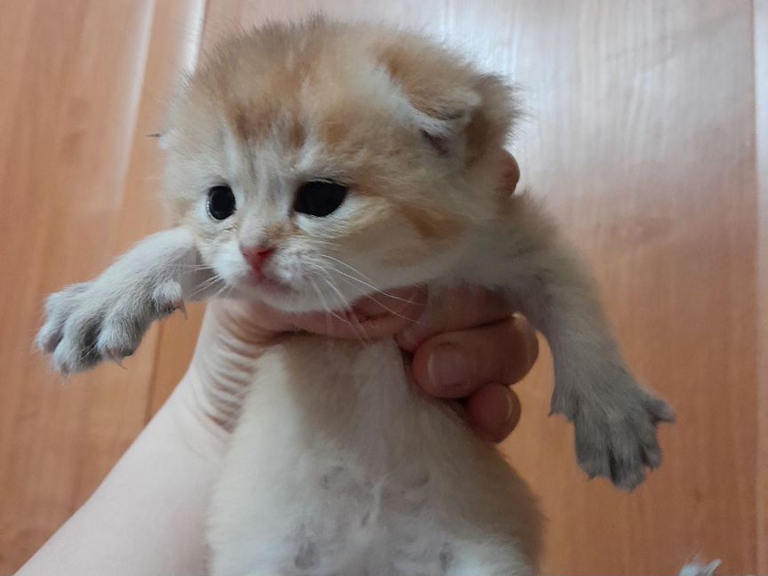 Шотландская золотая шиншилла котята