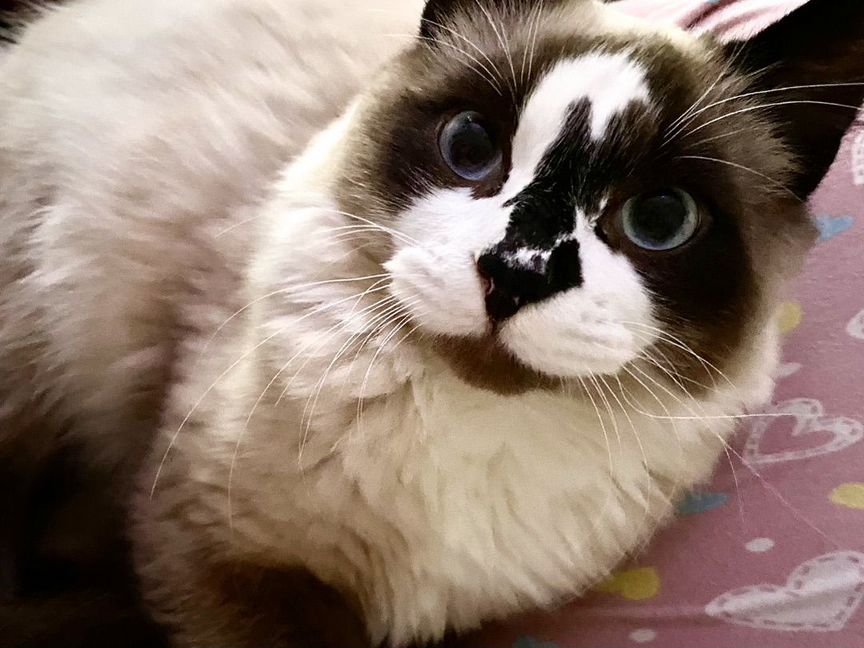 Вязка невский маскарадный котик
