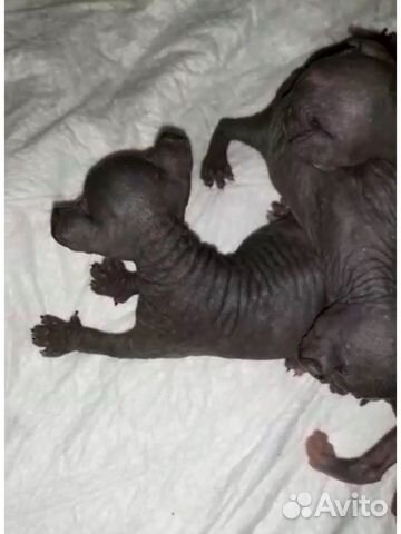 Сфинкс котенок котята бронь