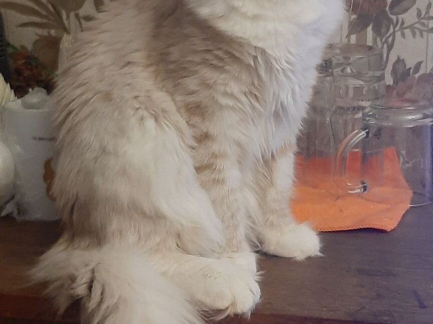 Замечательная девочка мейнкун