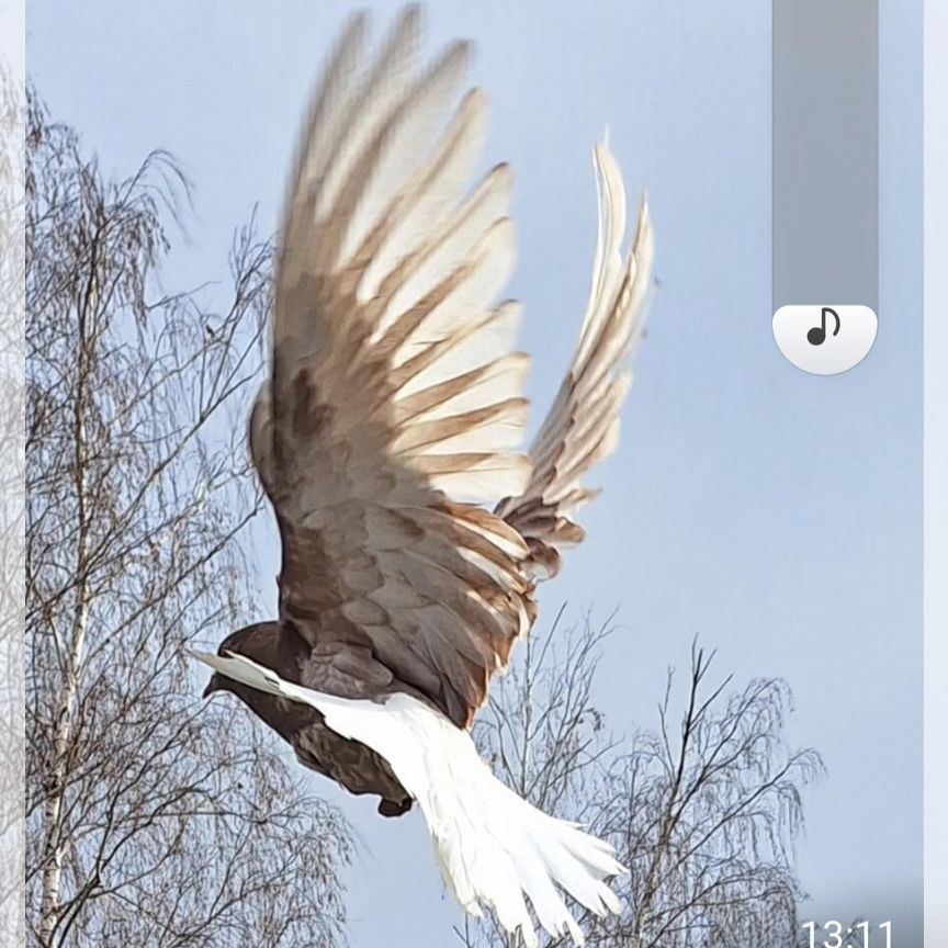 Голубь домашние