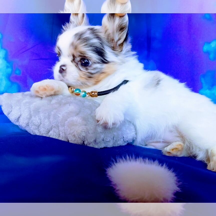 Чихуахуа, щенок