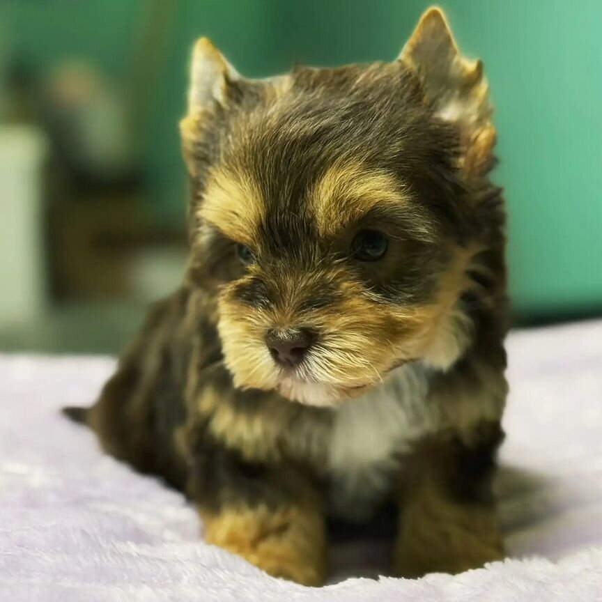 Йоркширский терьер, щенок