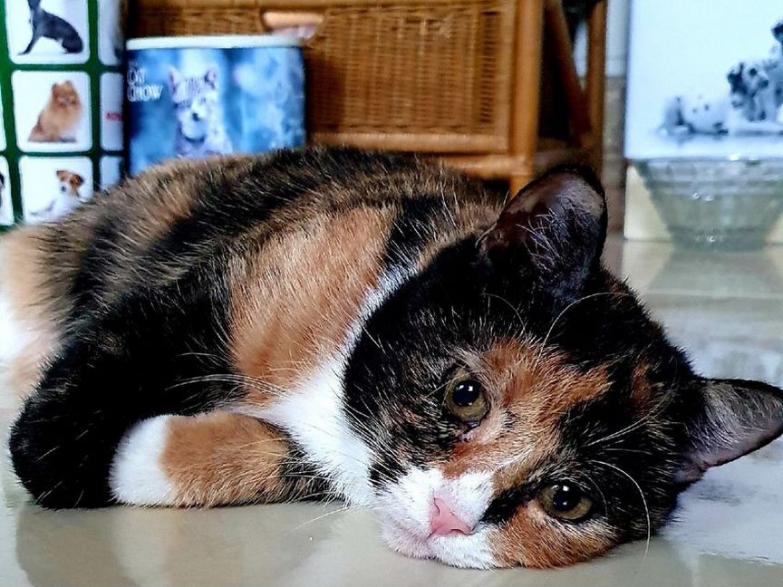 Варенька хочет домой